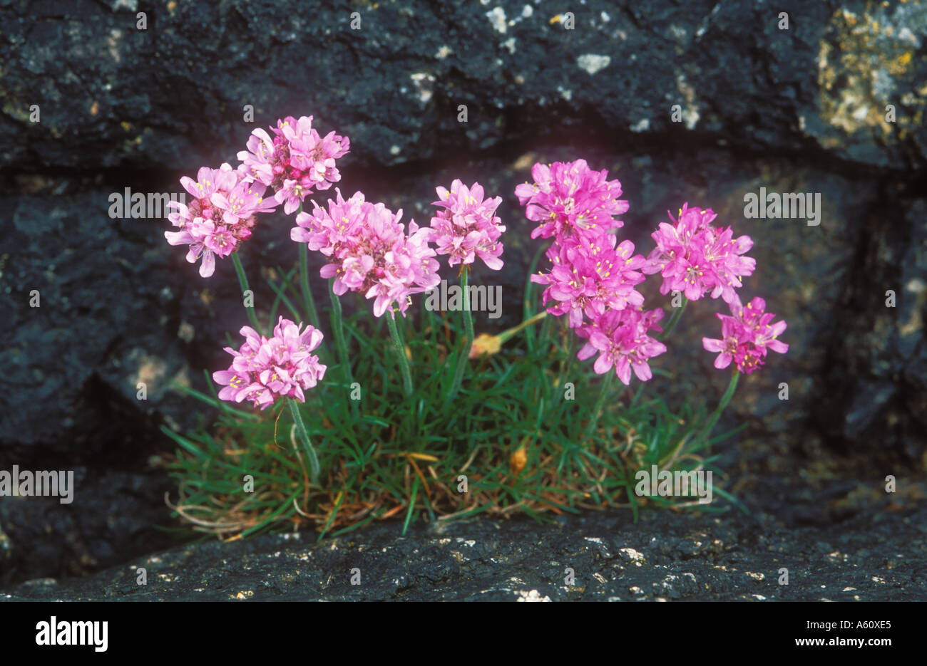 Thrift against dark rock Stock Photo - Alamy