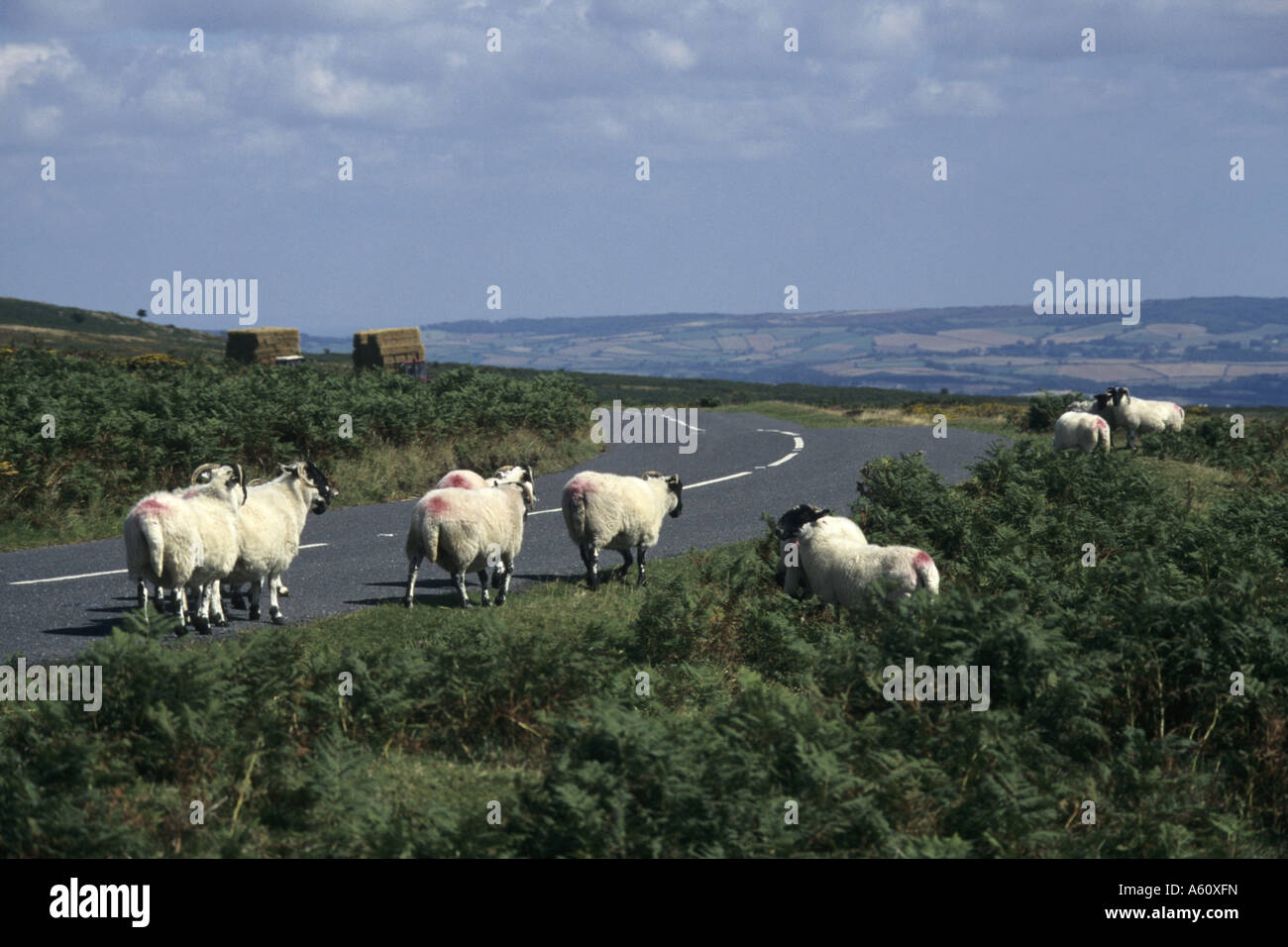 domestic sheep (Ovis ammon f. aries), at a country road, United Kingdom ...