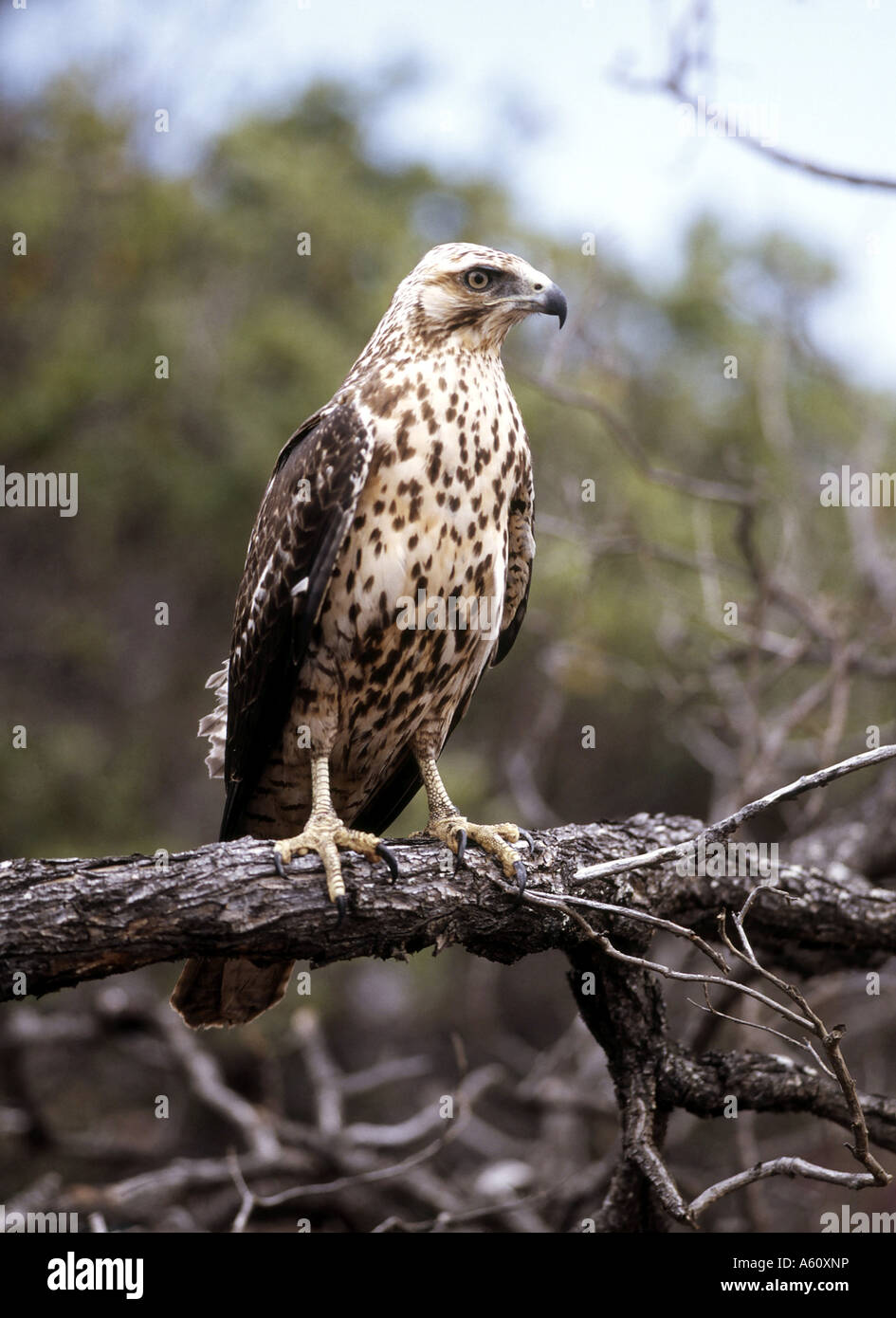 Galapagos hawk (Buteo galapagoensis), single animal sitting on a branch ...