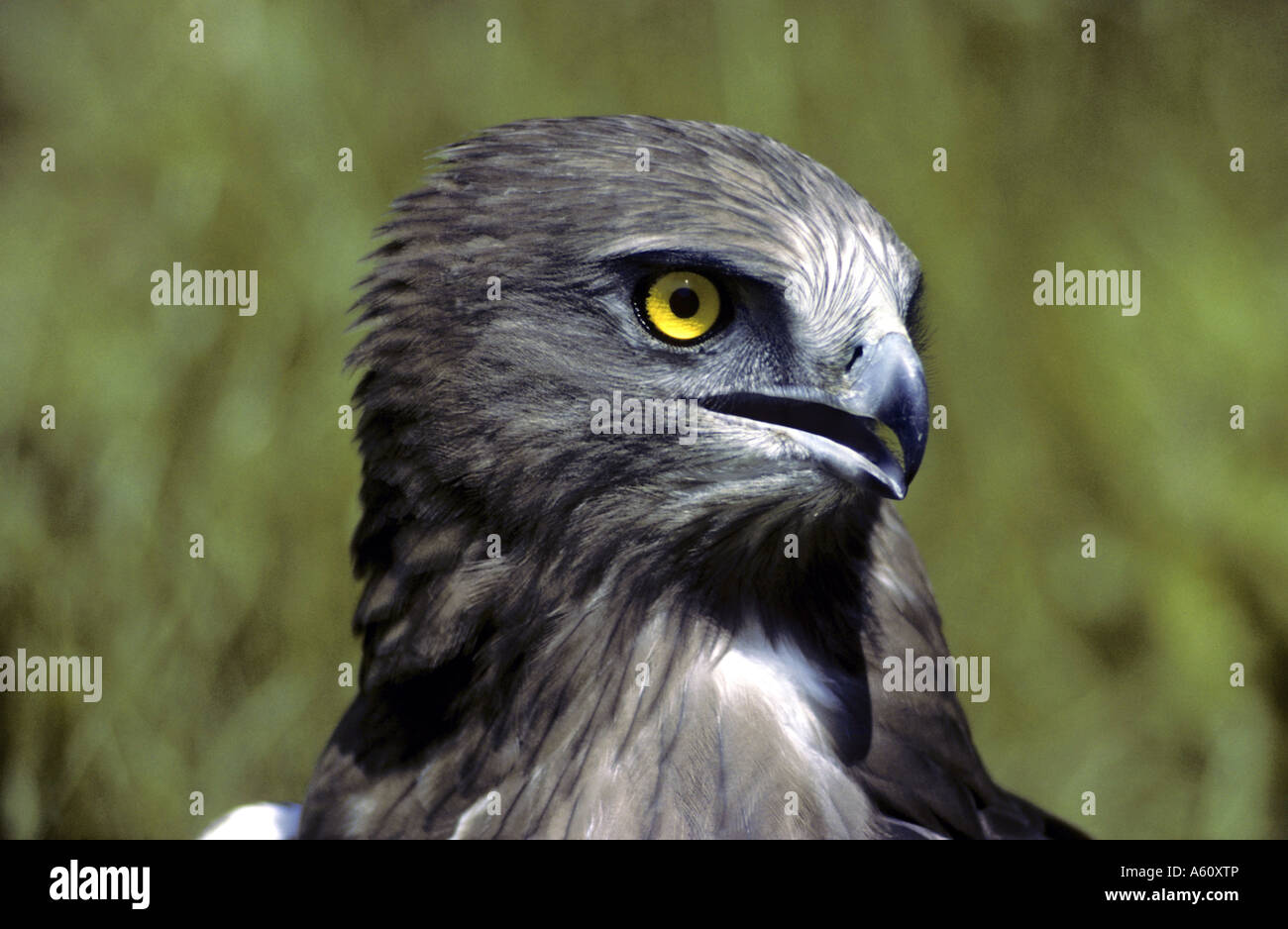 short-toed eagle (Circaetus gallicus), portrait of a single animal ...