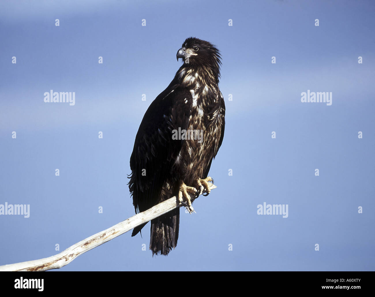 golden eagle (Aquila chrysaetos), single animal sitting on a branch ...