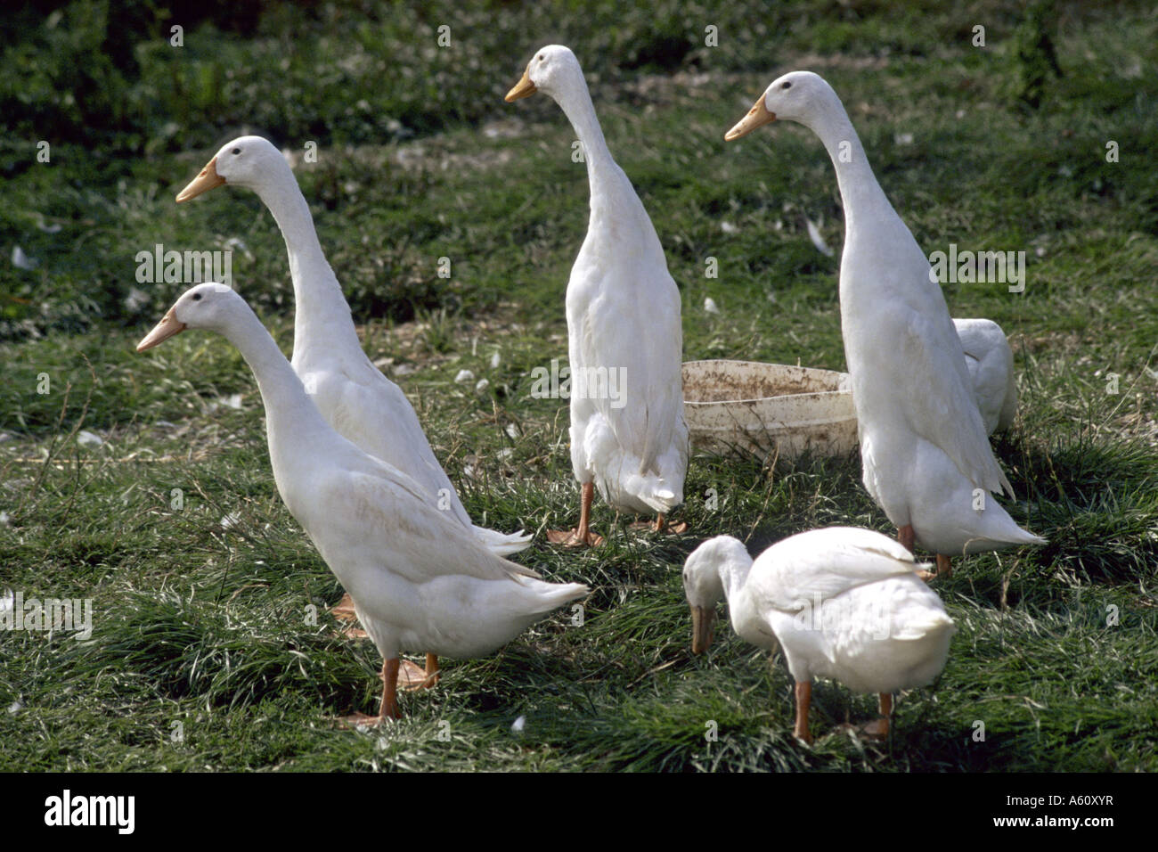 domestic duck (Anas platyrhynchos f. domestica), White Indian Runner ...
