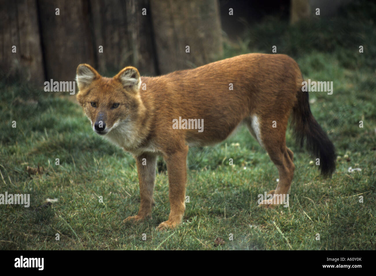dhole, red dog, Asiatic wild dog (Cuon alpinus), United Kingdom ...
