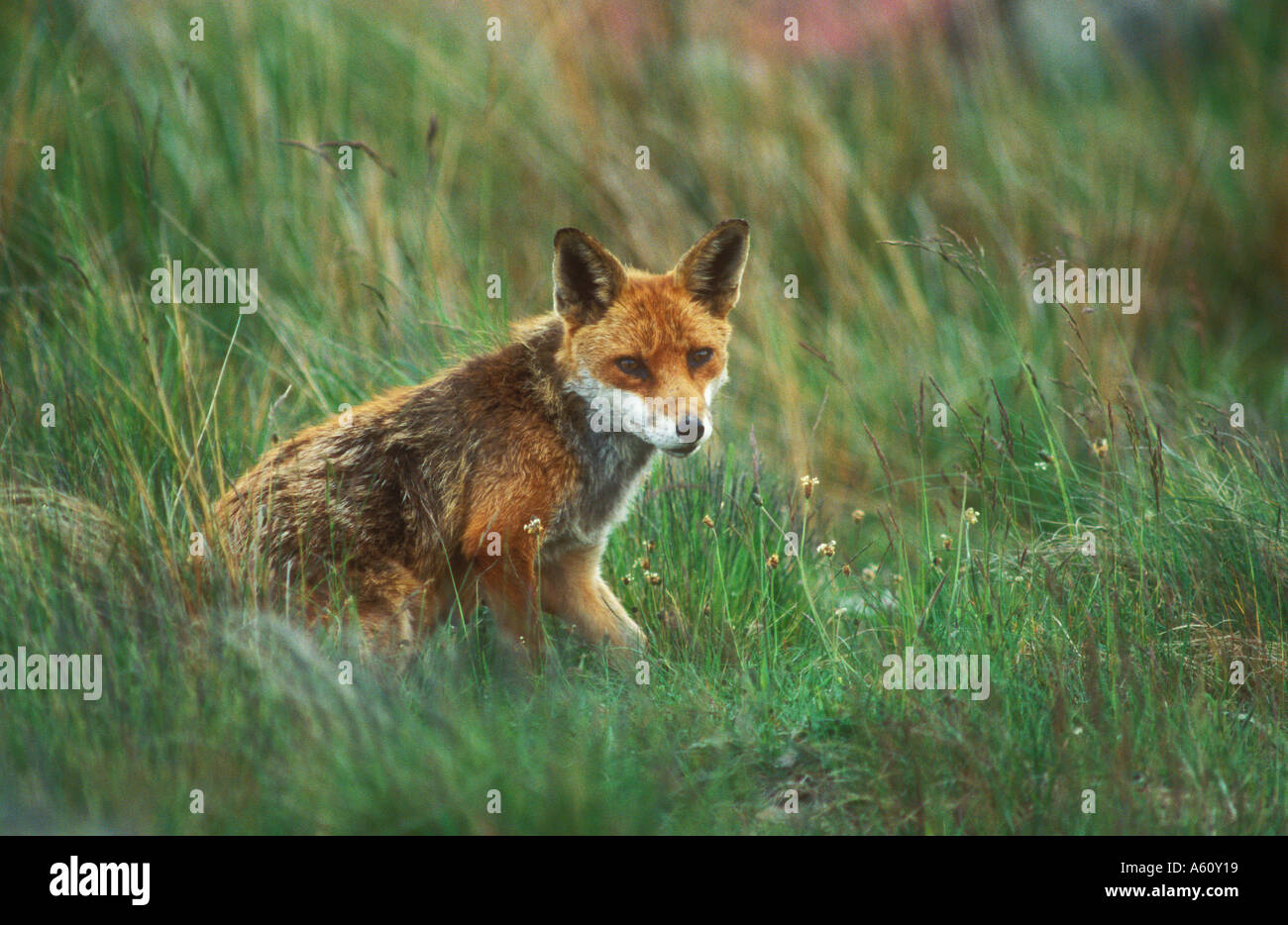 Female Red Fox Vixen Stock Photo - Alamy