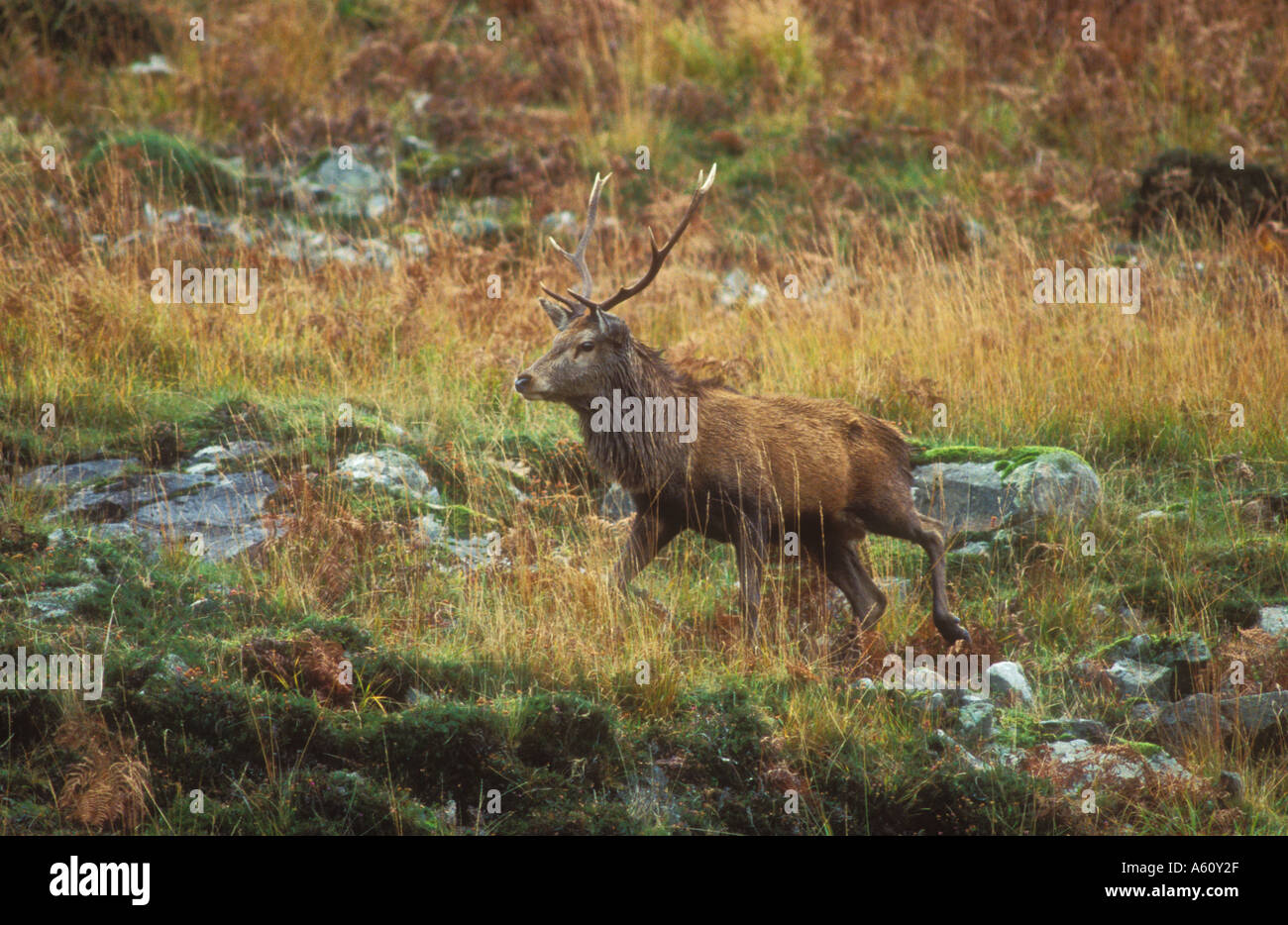 Red Deer Stag running Stock Photo - Alamy