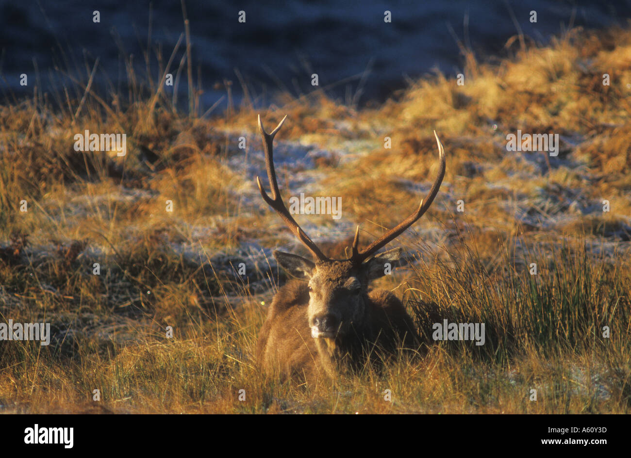 Red Deer Stag resting on frosted hillside Stock Photo - Alamy