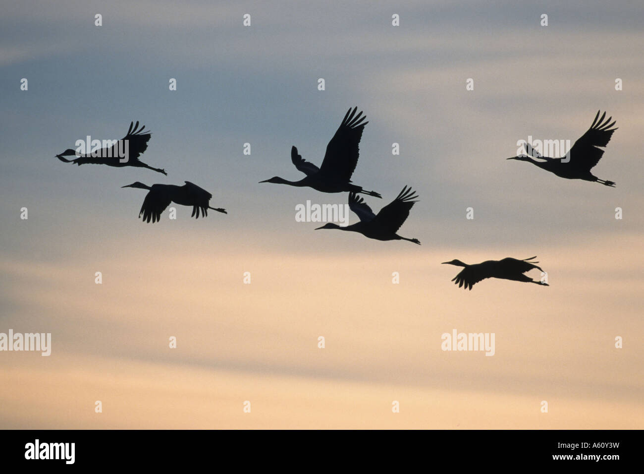 common crane (Grus grus), flying in front of evening sky, Germany Stock ...