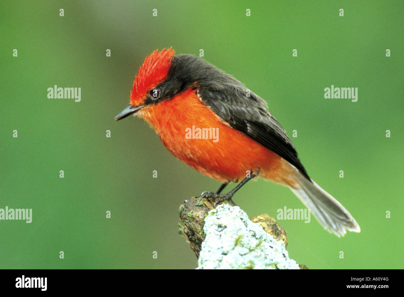 vermilion flycatcher (Pyrocephalus rubinus), sitting, Ecuador Stock ...