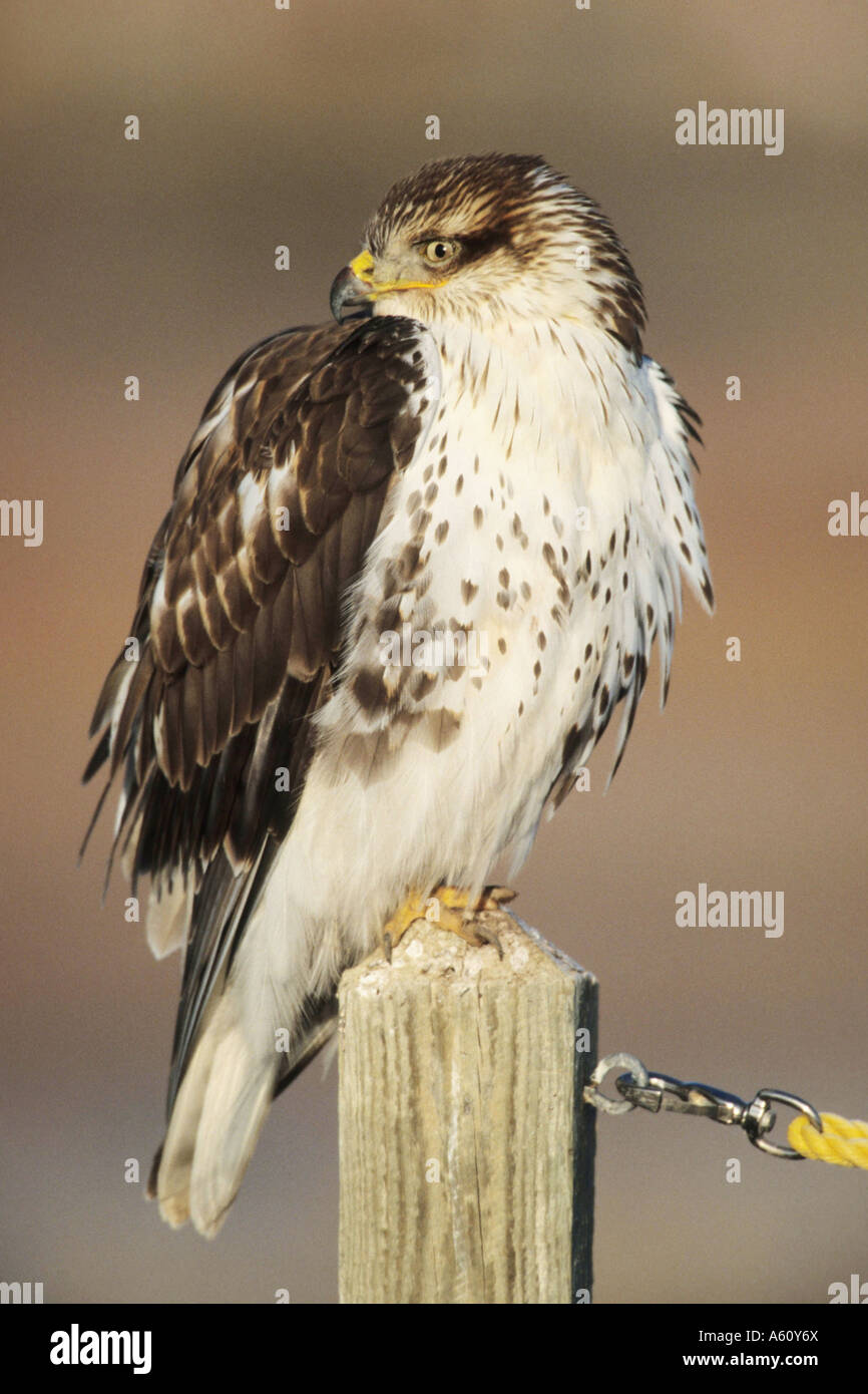 Red tailed hawk side view hi-res stock photography and images - Alamy
