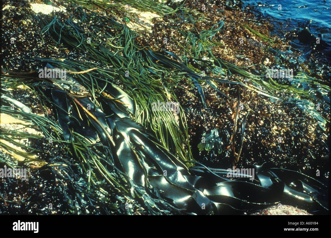 A collection of Seaweeds Stock Photo - Alamy