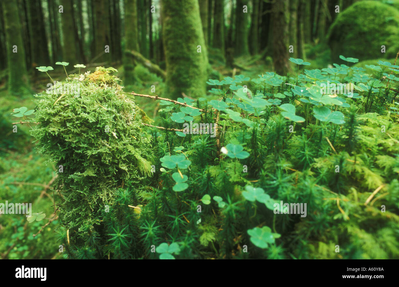 Wood sorrel conifer woodland hi-res stock photography and images - Alamy