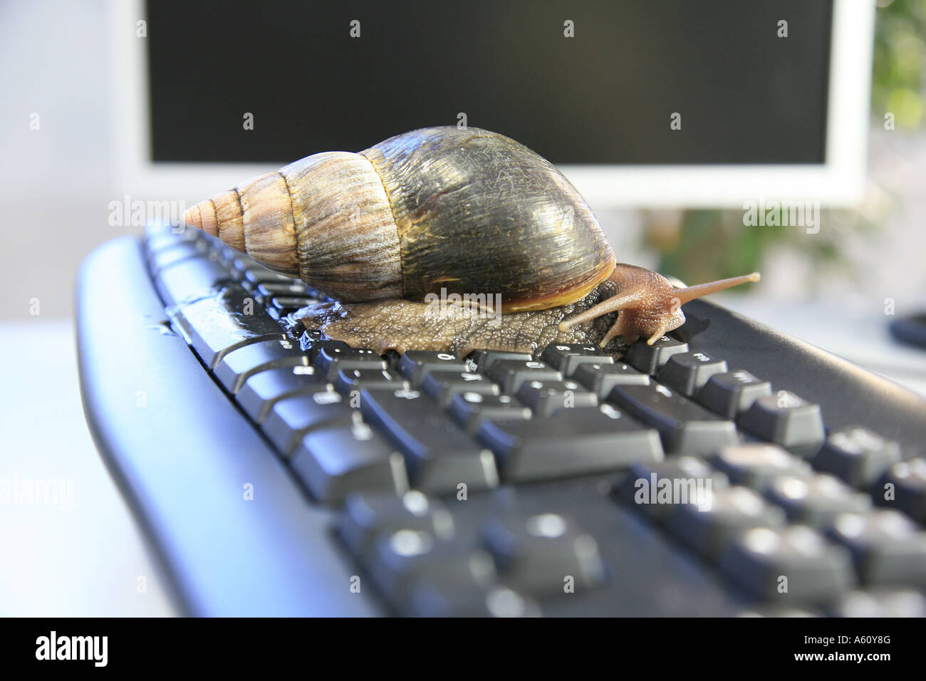 Brown garden snail brown gardensnail hi-res stock photography and ...