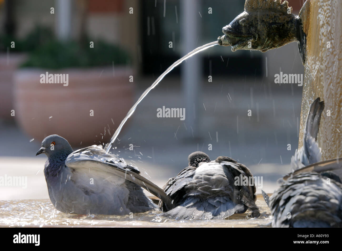 Pigeons photographs hi-res stock photography and images - Alamy