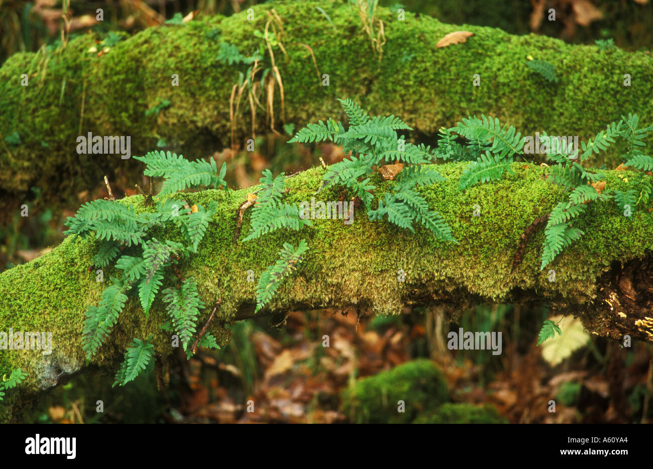 Polypody fern tree hi-res stock photography and images - Alamy