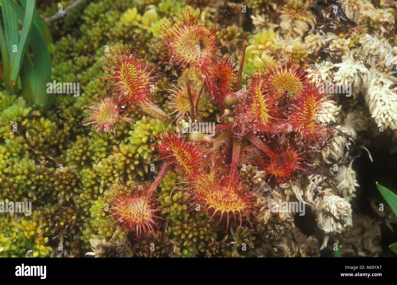 Sundew plant england hi-res stock photography and images - Alamy