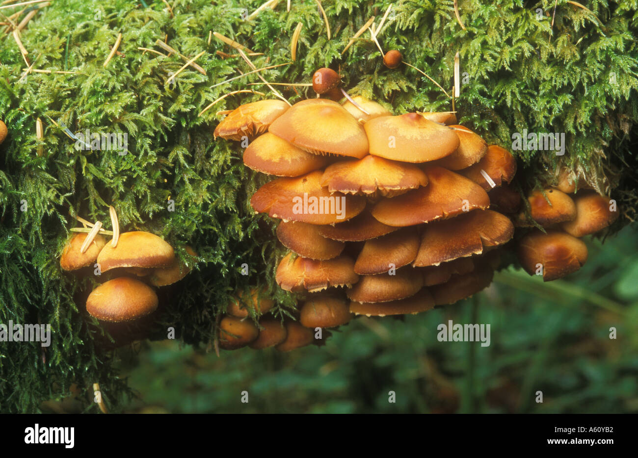 Fungi growing on moss covered log Stock Photo - Alamy