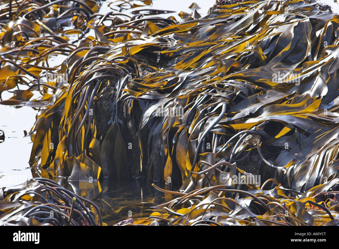 Kelp, Oarweed or Tangle (Laminaria digitata), plants on rocky shore at ...