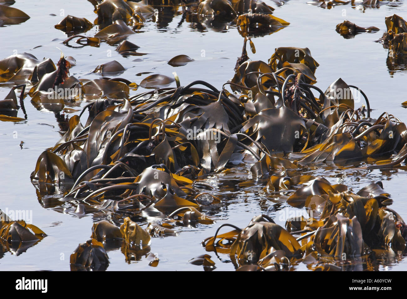 Kelp, Oarweed or Tangle (Laminaria digitata), plants in the water at ...