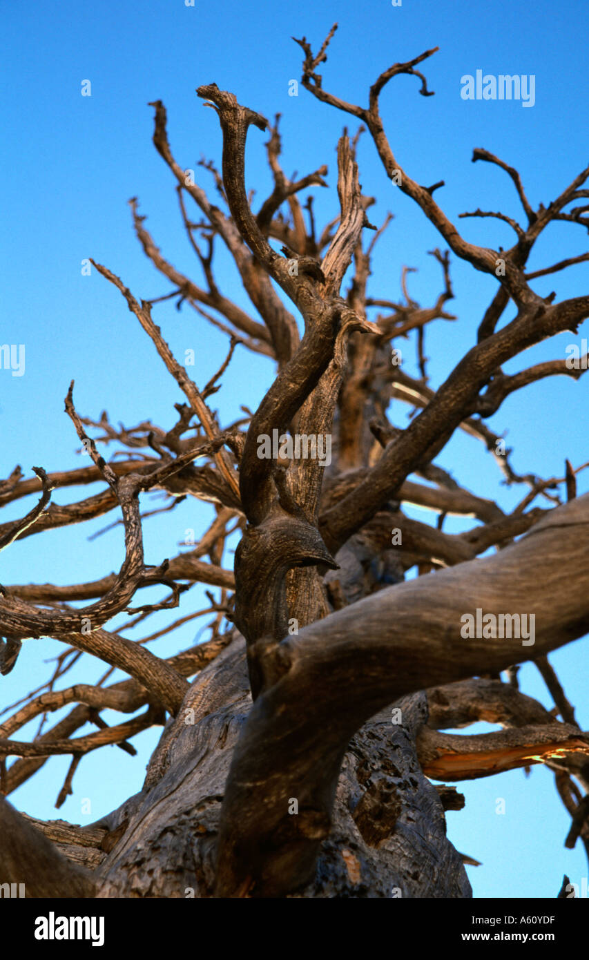 Weathered and twisted dead tree in Bryce Canyon National Park, Utah ...
