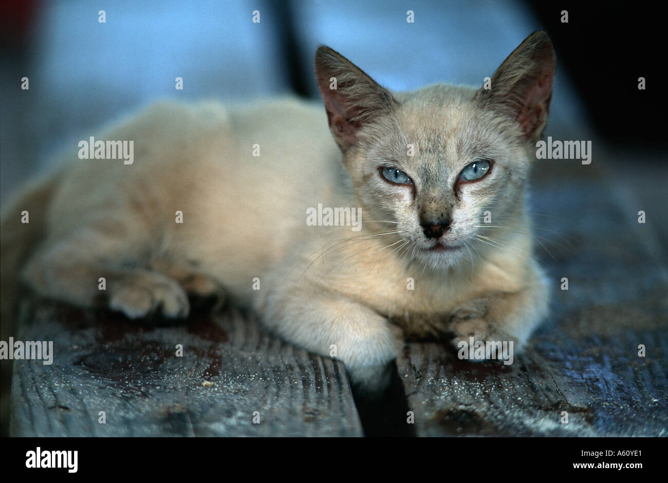 Saipanese cat Managuaha Island Saipan Northern Marianas Islands ...