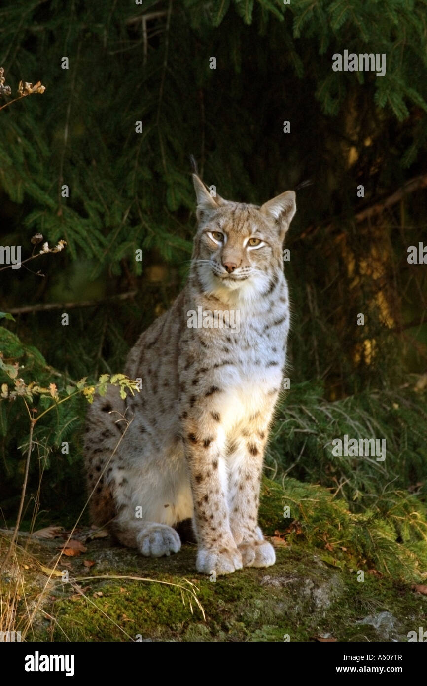 Eurasian lynx (Lynx lynx), sitting, Germany Stock Photo - Alamy