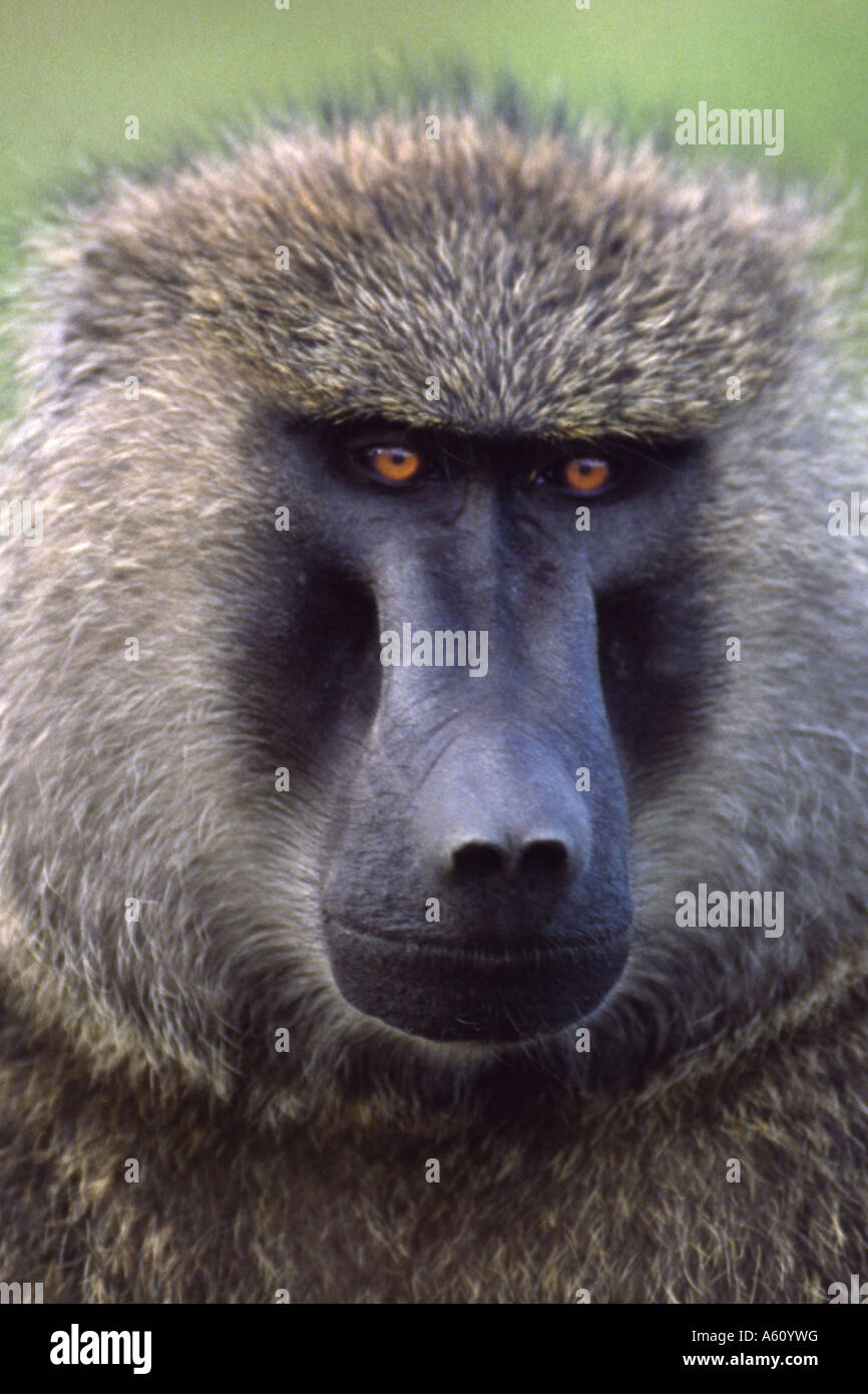 yellow baboon, savannah baboon, anubius baboon, olive baboon (Papio ...