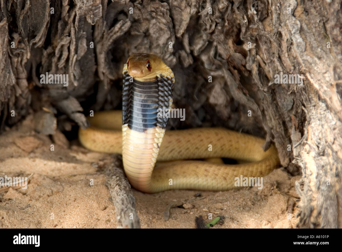 Cape cobra, yellow cobra (Naja nivea), threatening, South Africa Stock ...