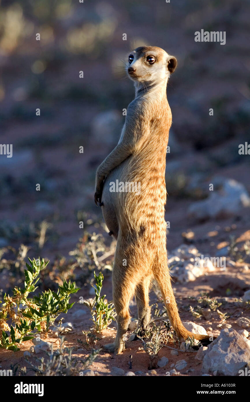 suricate, slender-tailed meerkat (Suricata suricatta), pregnant female ...