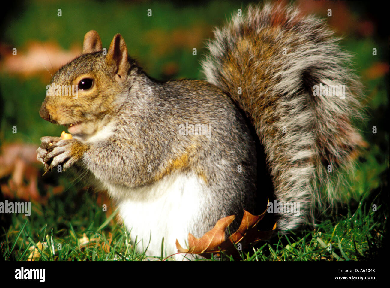 Squirrel chews on nut grasped in his paws Stock Photo - Alamy