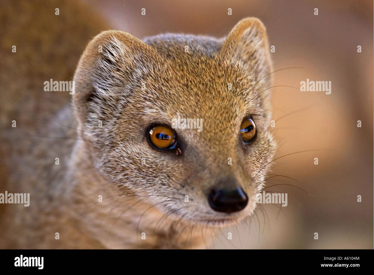 yellow mongoose (Cynictis penicillata), portrait, South Africa Stock ...