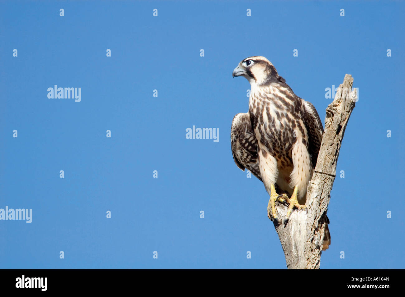 lanner falcon (Falco biarmicus), looking for prey, South Africa Stock ...