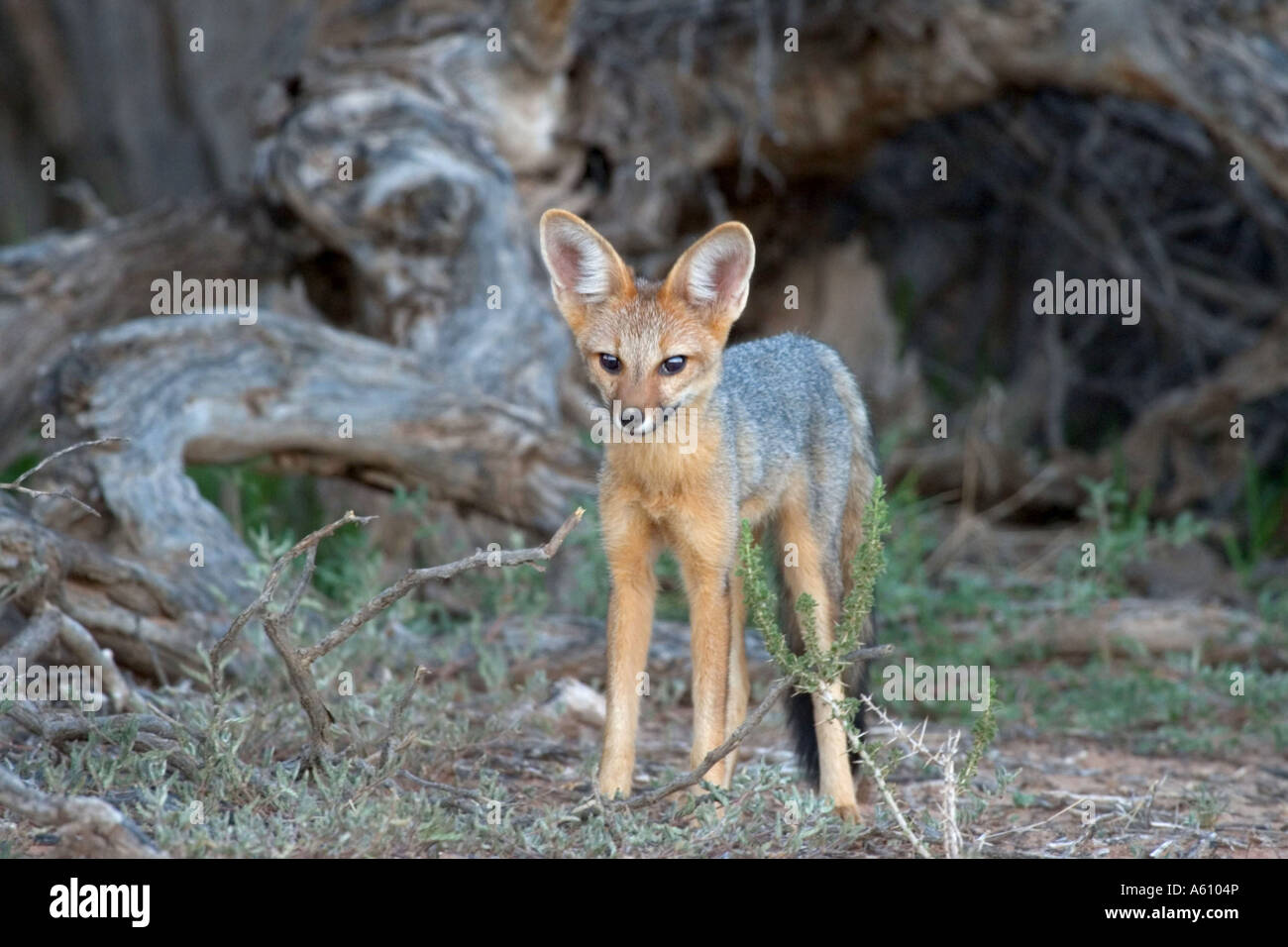 Cape fox (Vulpes chama), in front of its den, South Africa Stock Photo ...