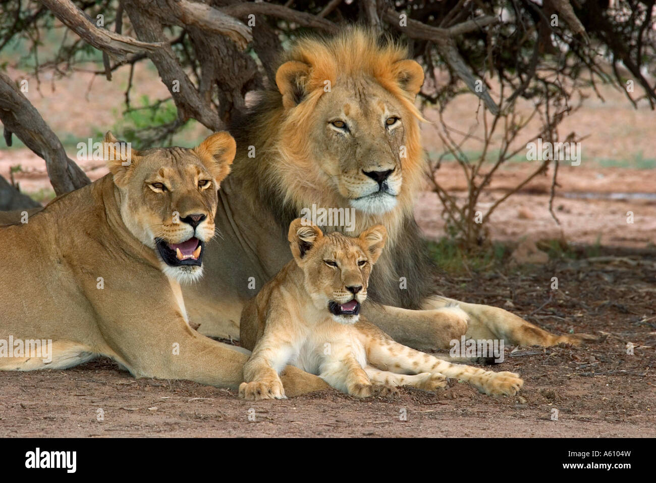 lion (Panthera leo), family, South Africa Stock Photo - Alamy
