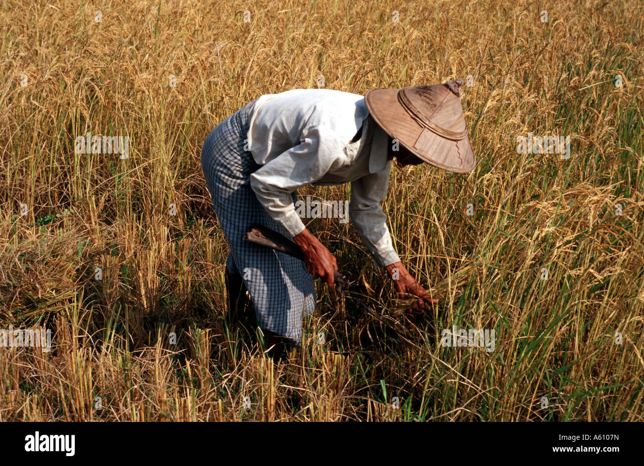 Poor rice farmer in hi-res stock photography and images - Alamy