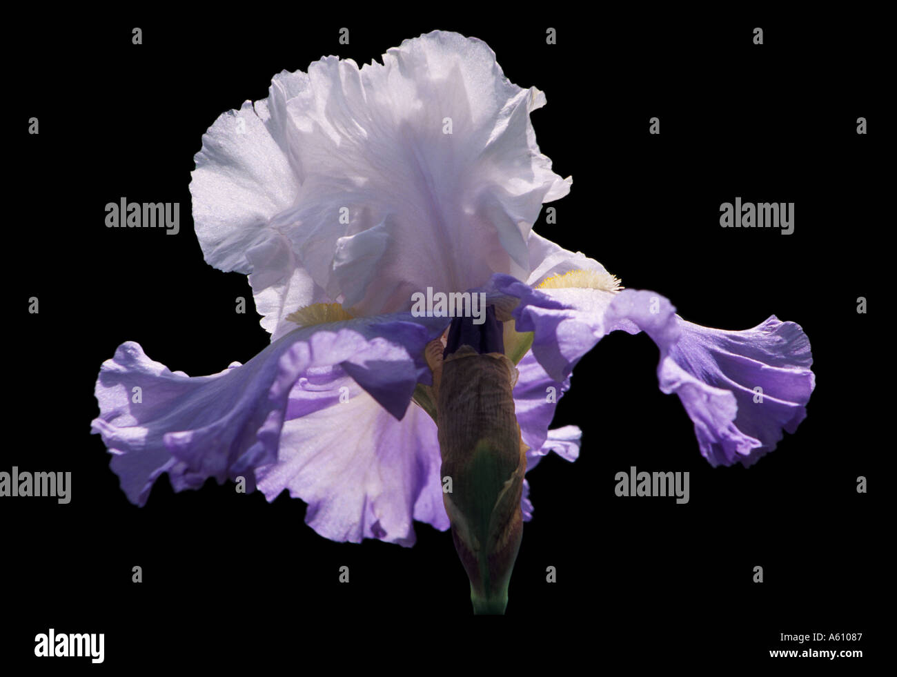 Iris Lark Rise Stock Photo - Alamy