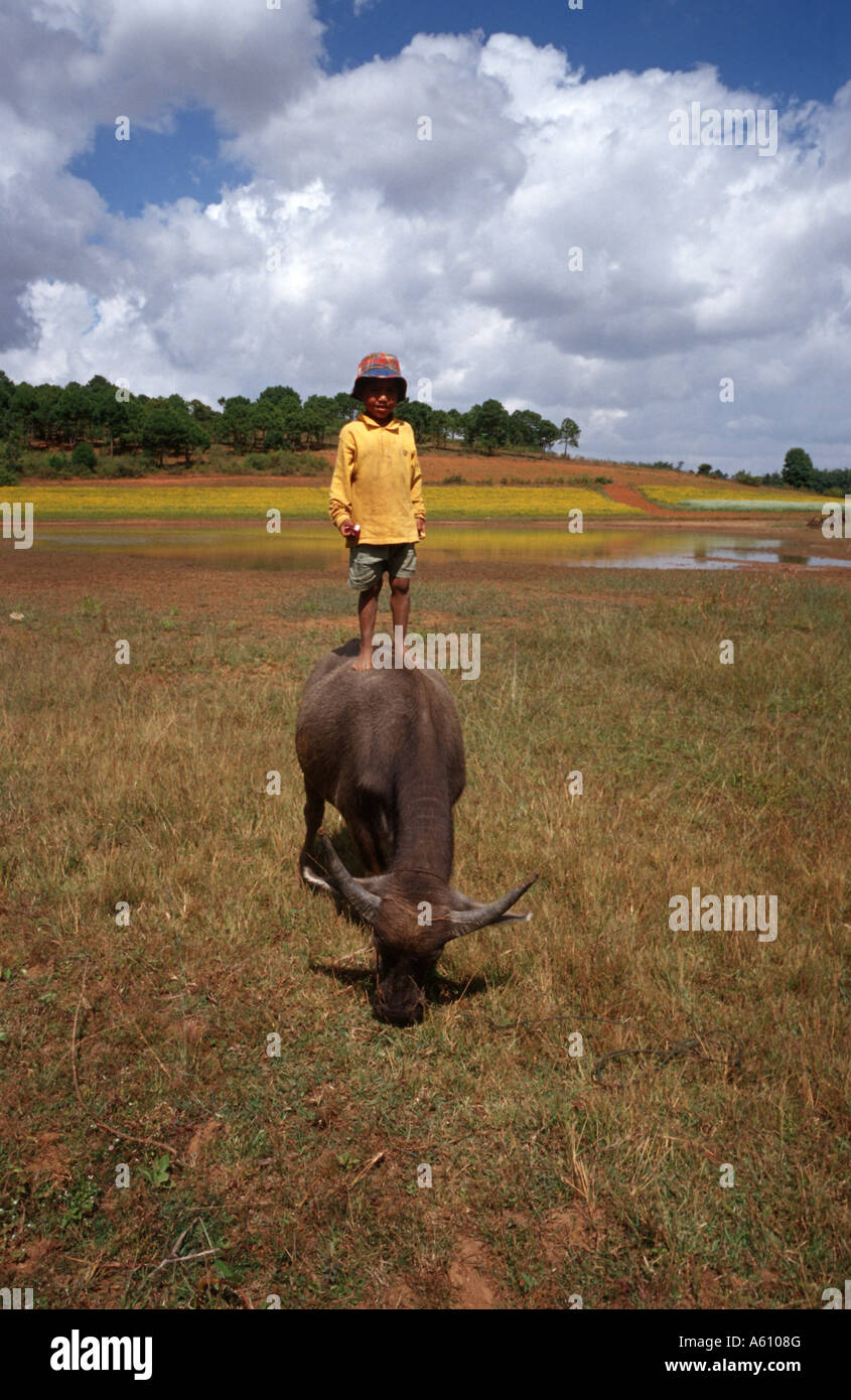Asian water buffalo, wild water buffalo, carabao (Bubalus bubalis ...
