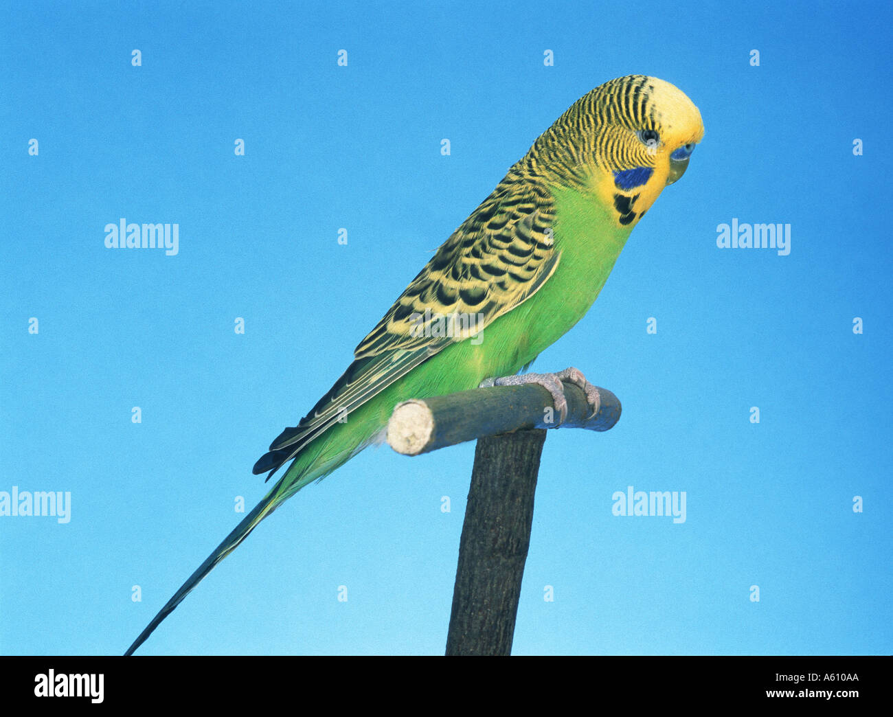 budgerigar sits on a bar blue green yellow Stock Photo - Alamy