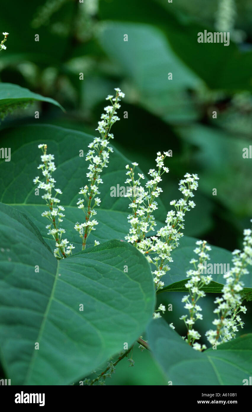 Japanese Knotweed in flower Fallopia japonica Lancashire Stock Photo ...