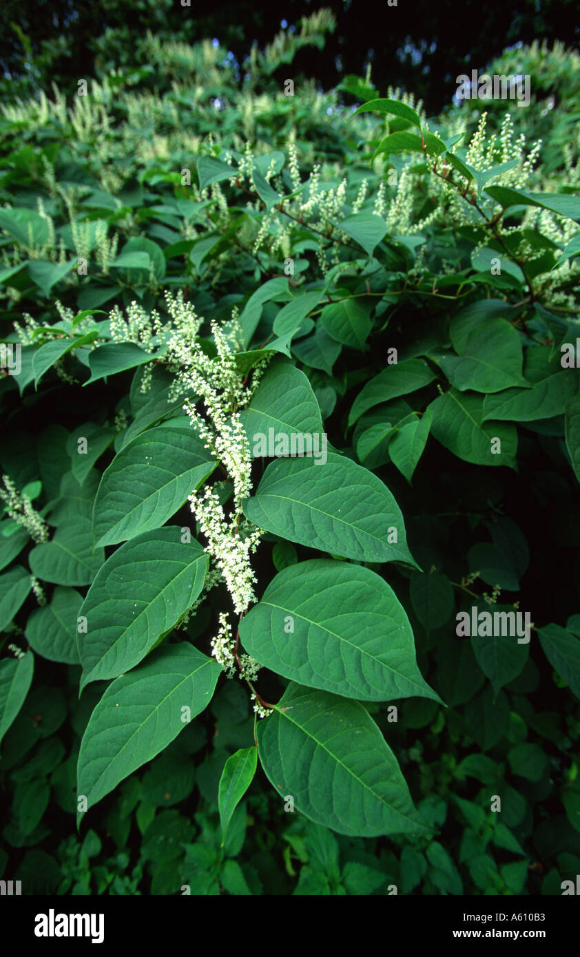 Japanese Knotweed in flower Fallopia japonica Lancashire Stock Photo ...