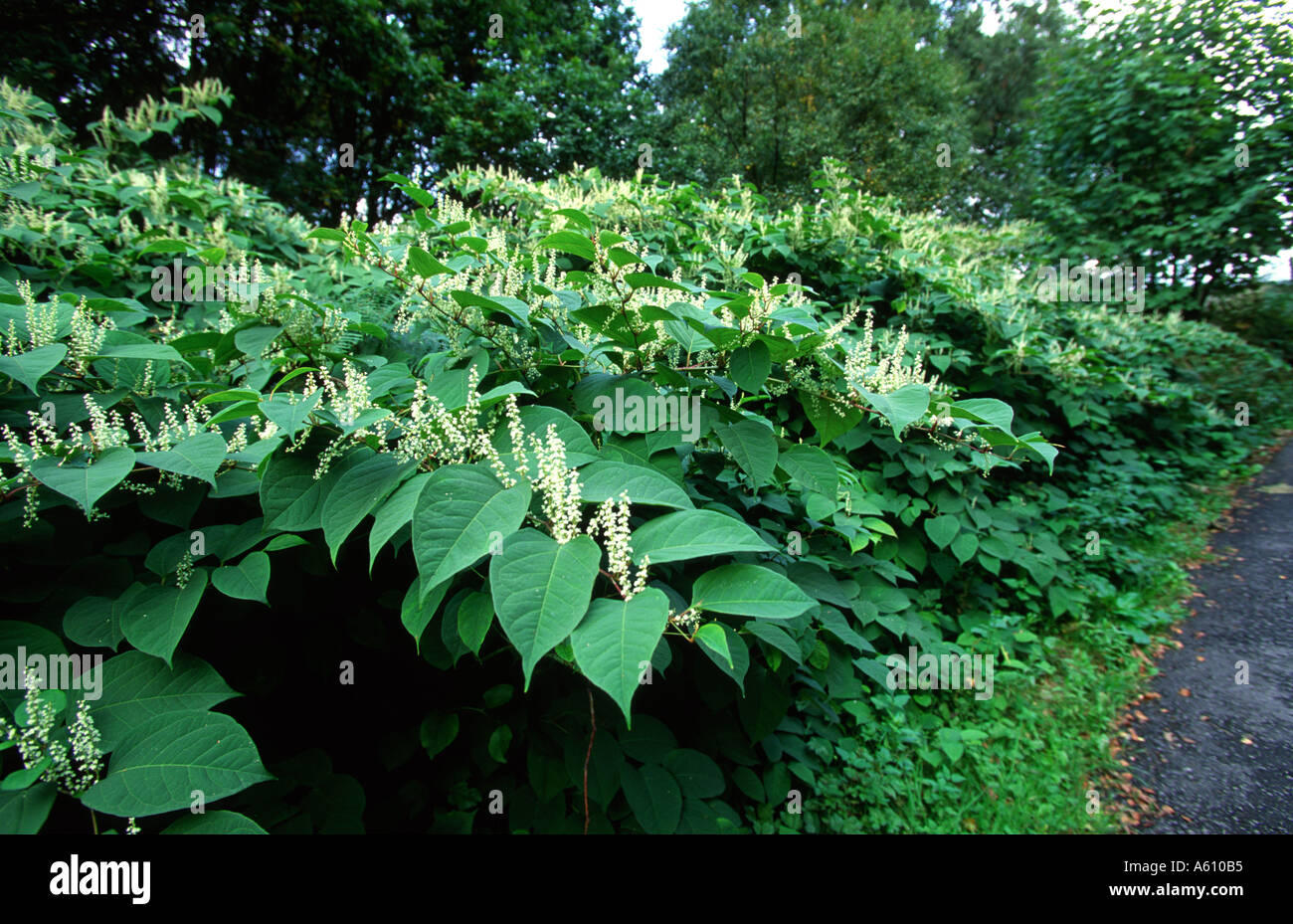 Japanese Knotweed in flower Fallopia japonica Lancashire Stock Photo ...