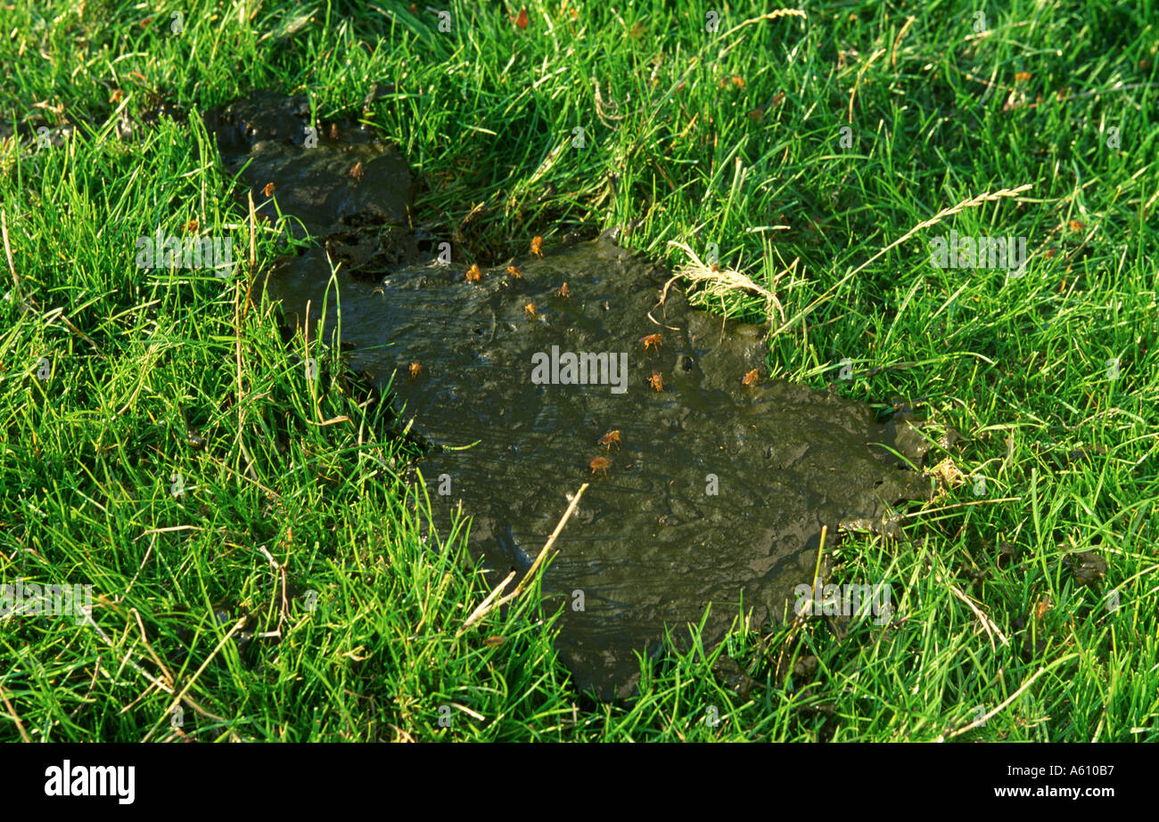Common Yellow Dung Fly on cow pat Scathophaga stercoraria Anglezarke ...
