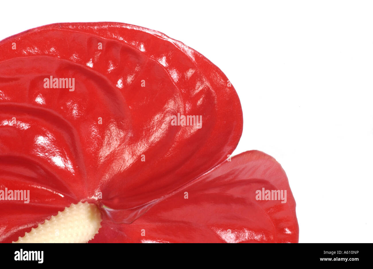 red waxy flower on crisp white background Stock Photo - Alamy
