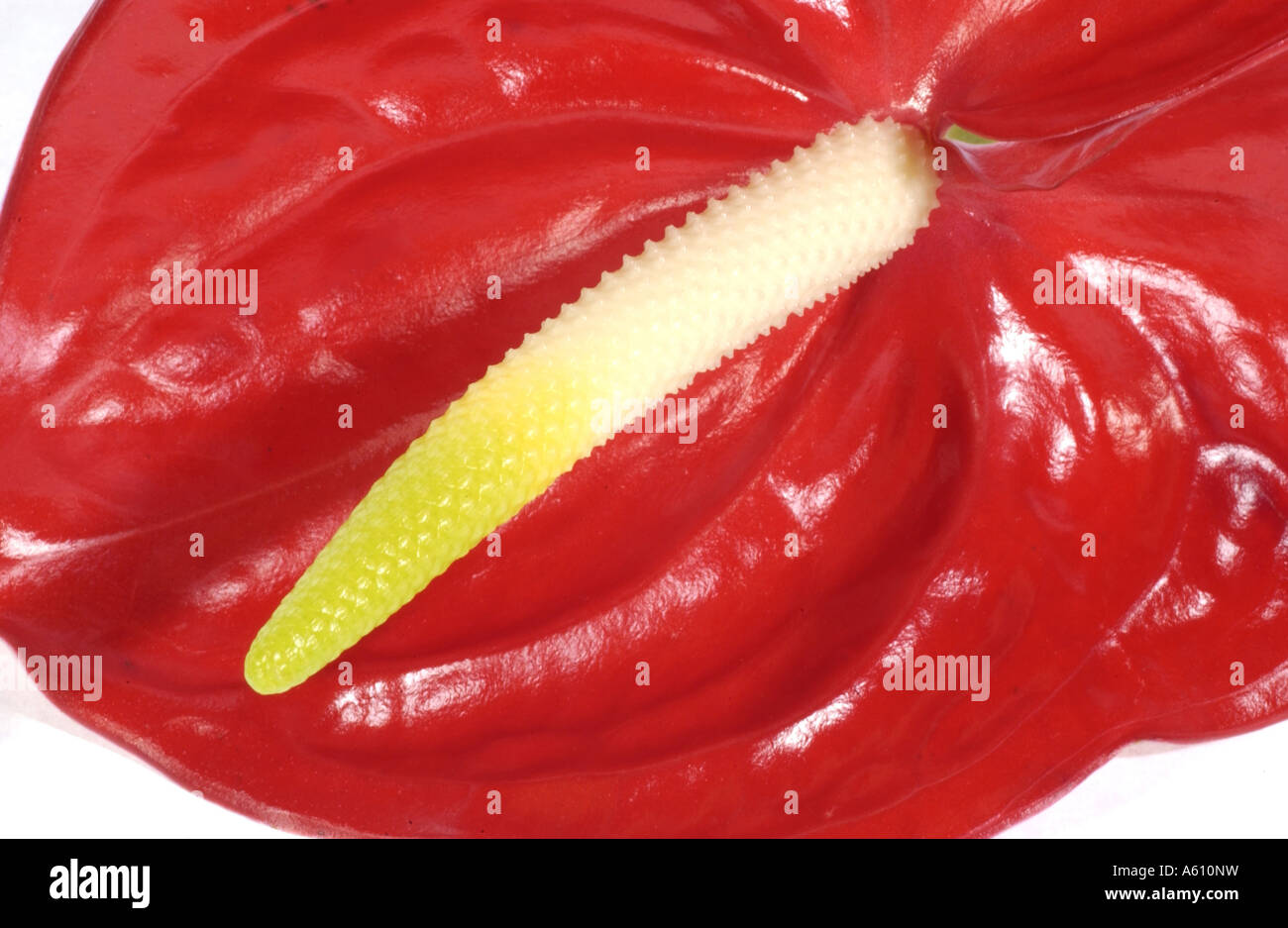 red waxy flower on crisp white background Stock Photo - Alamy