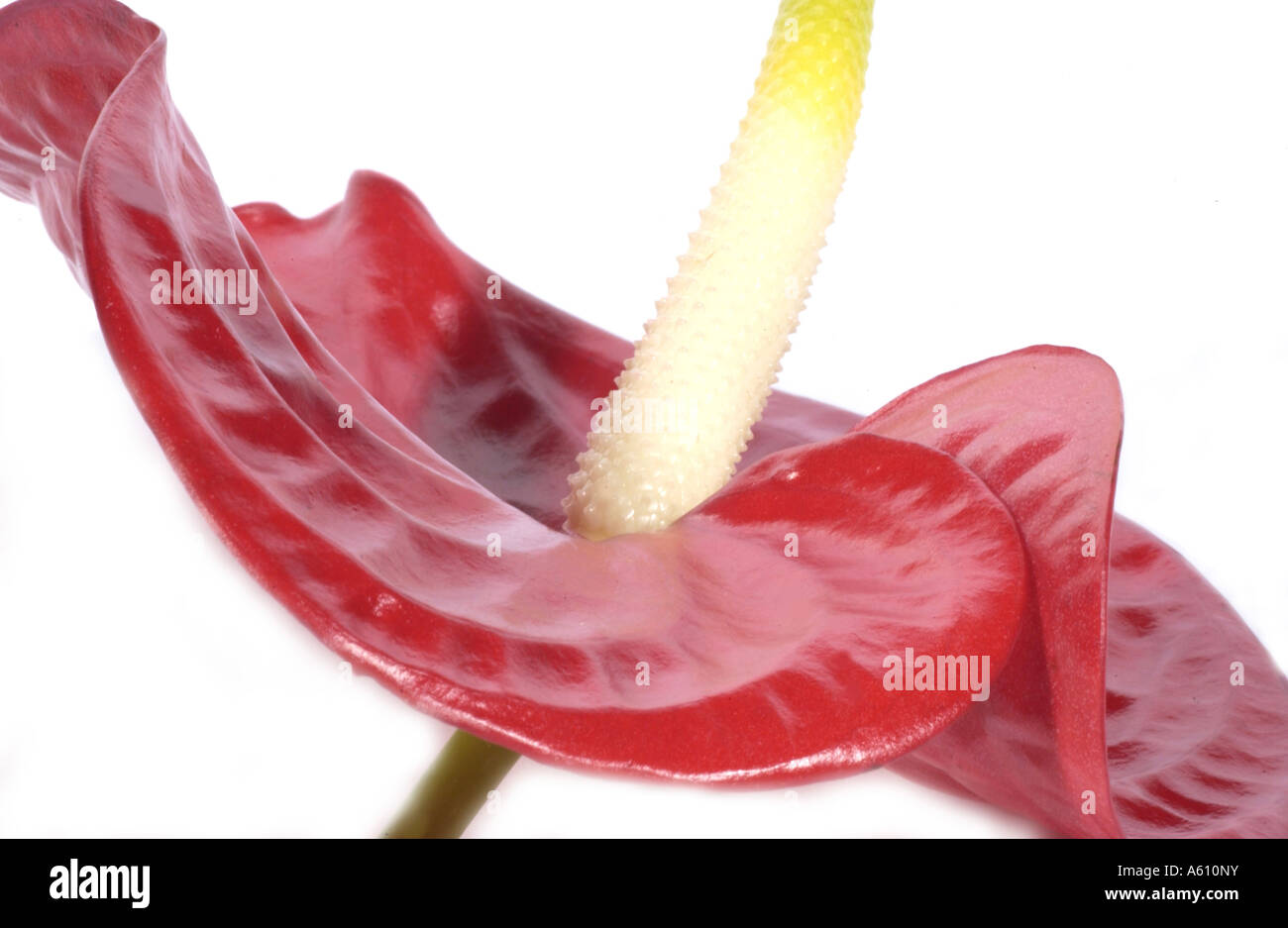 red waxy flower on crisp white background Stock Photo - Alamy