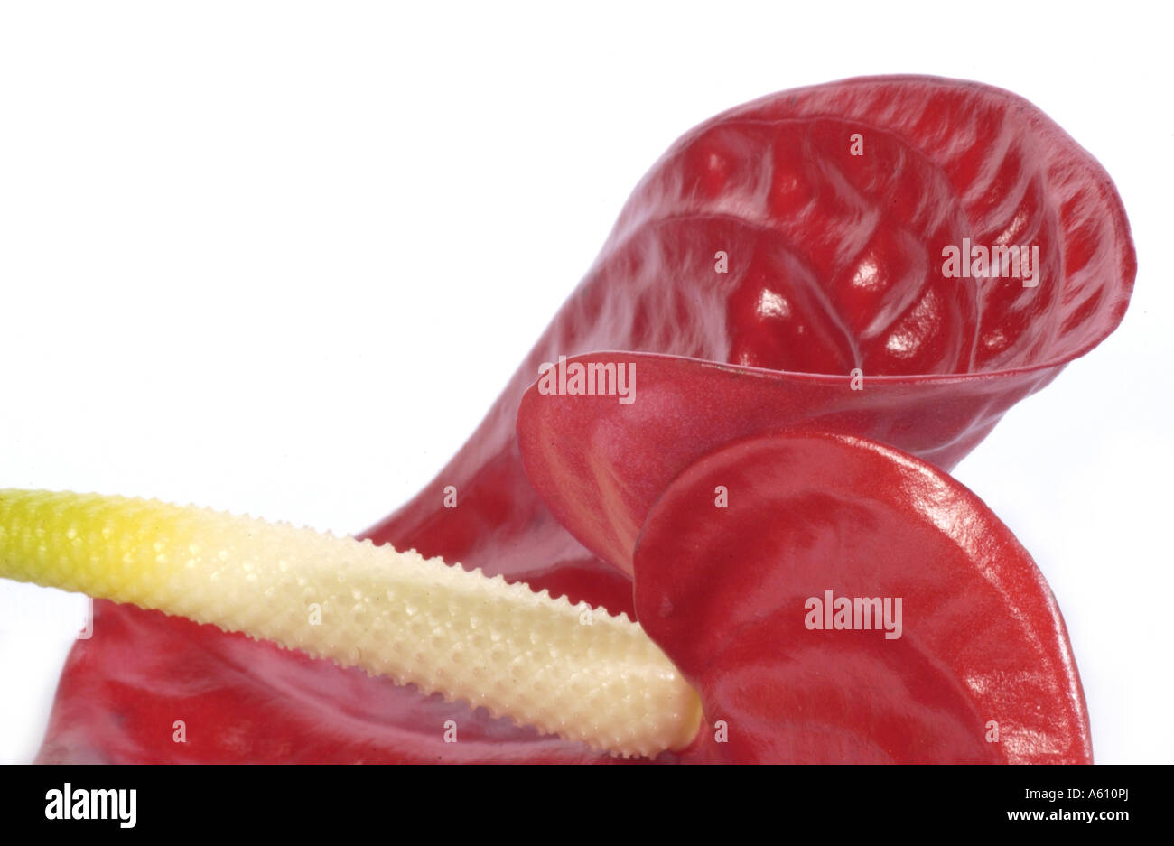 red waxy flower on crisp white background Stock Photo - Alamy