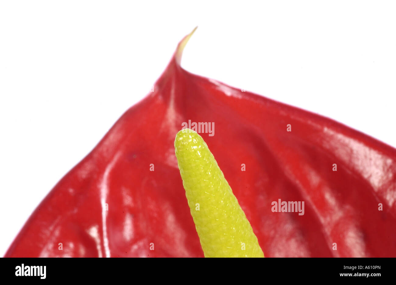 red waxy flower on crisp white background Stock Photo - Alamy