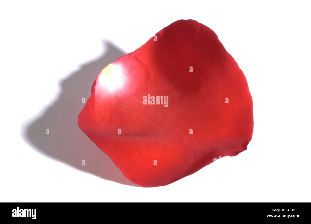 single red rose petal Stock Photo - Alamy