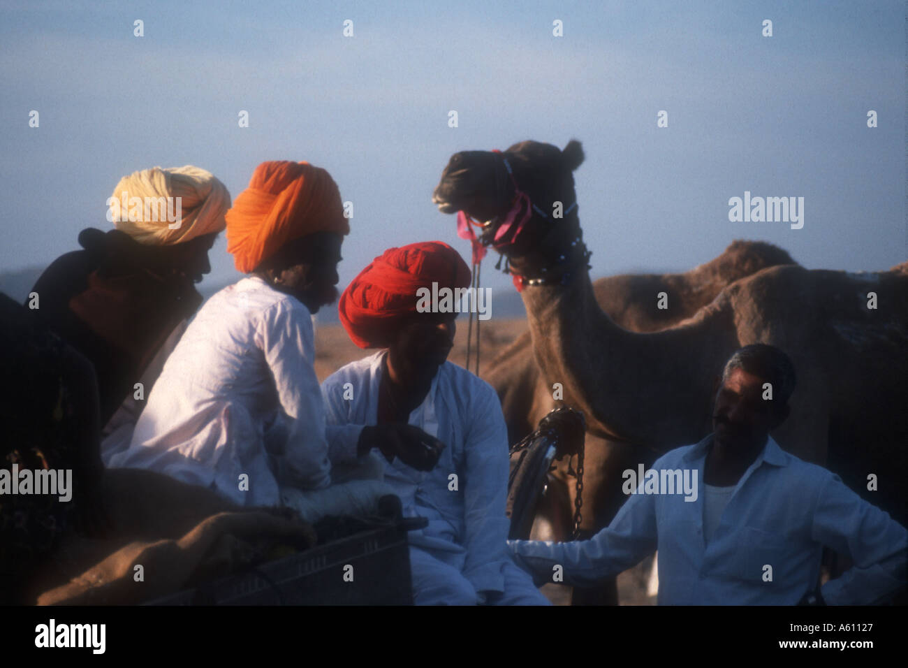Camel traders at sunrise Pushkar Camel Fair Rajasthan India Stock Photo ...