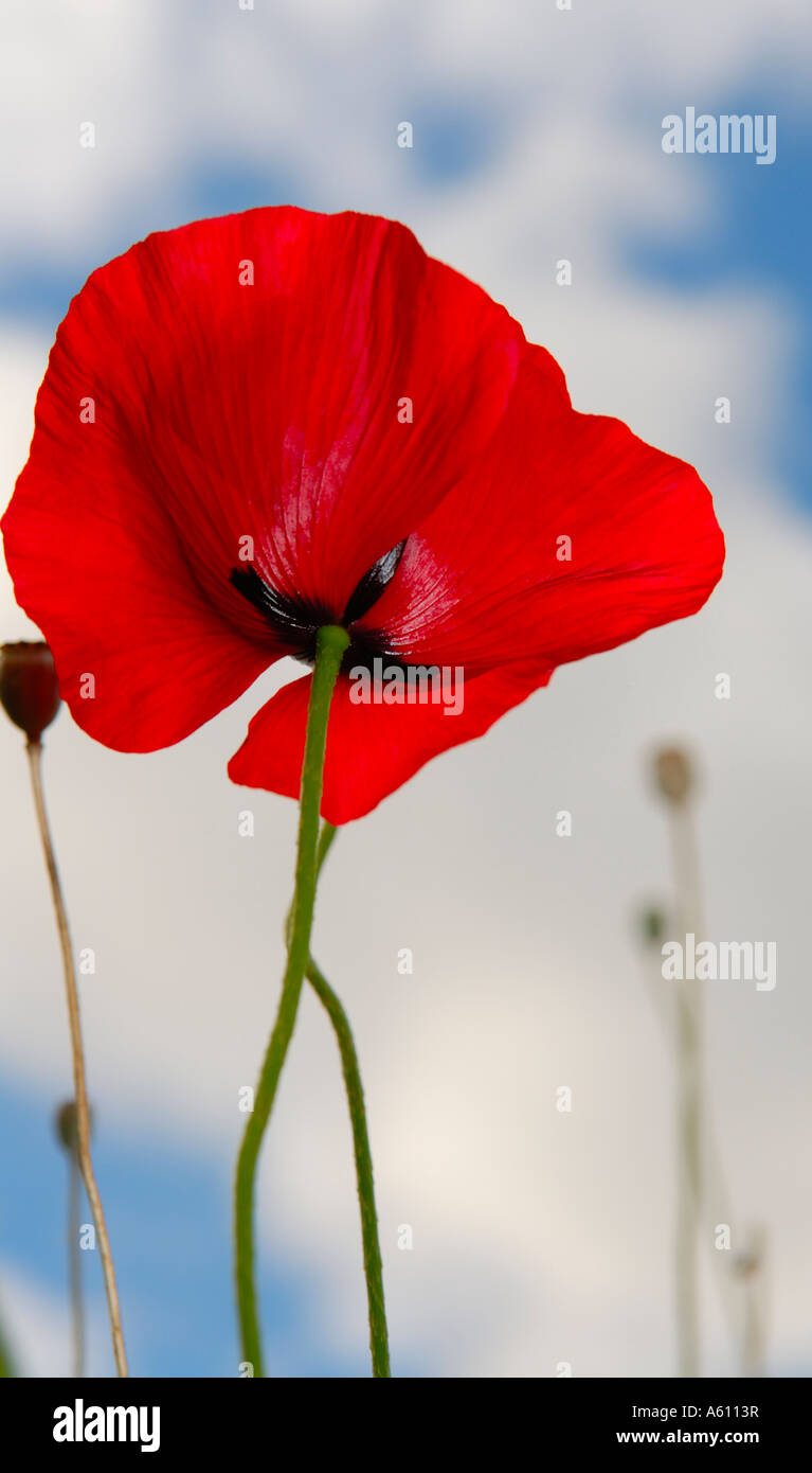 Poppy. Photographed at Oxford Botanical Gardens, UK United Kingdom ...