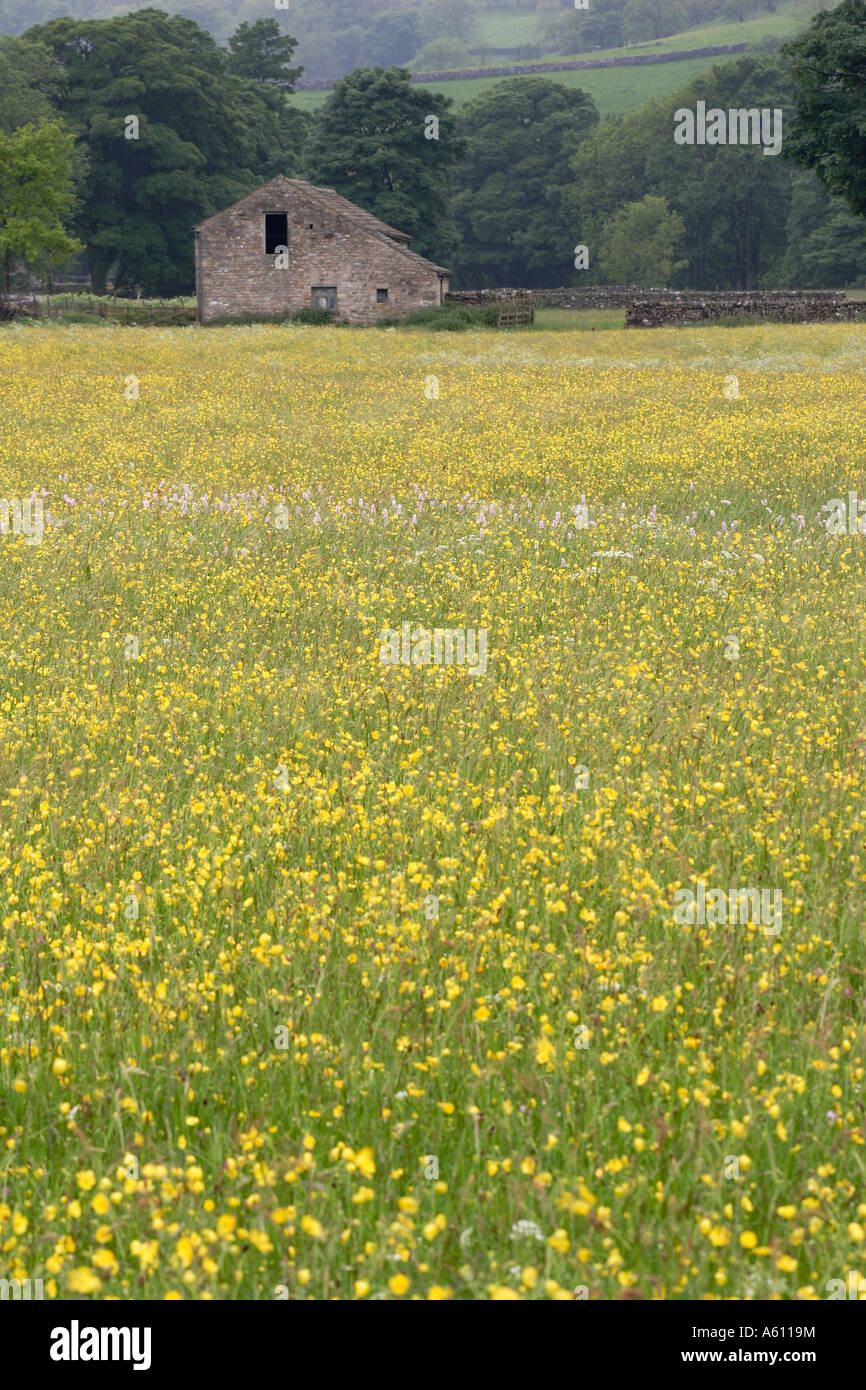 Buttercup meadow and stone barn in Wharfedale, Yorkshire Dales National ...